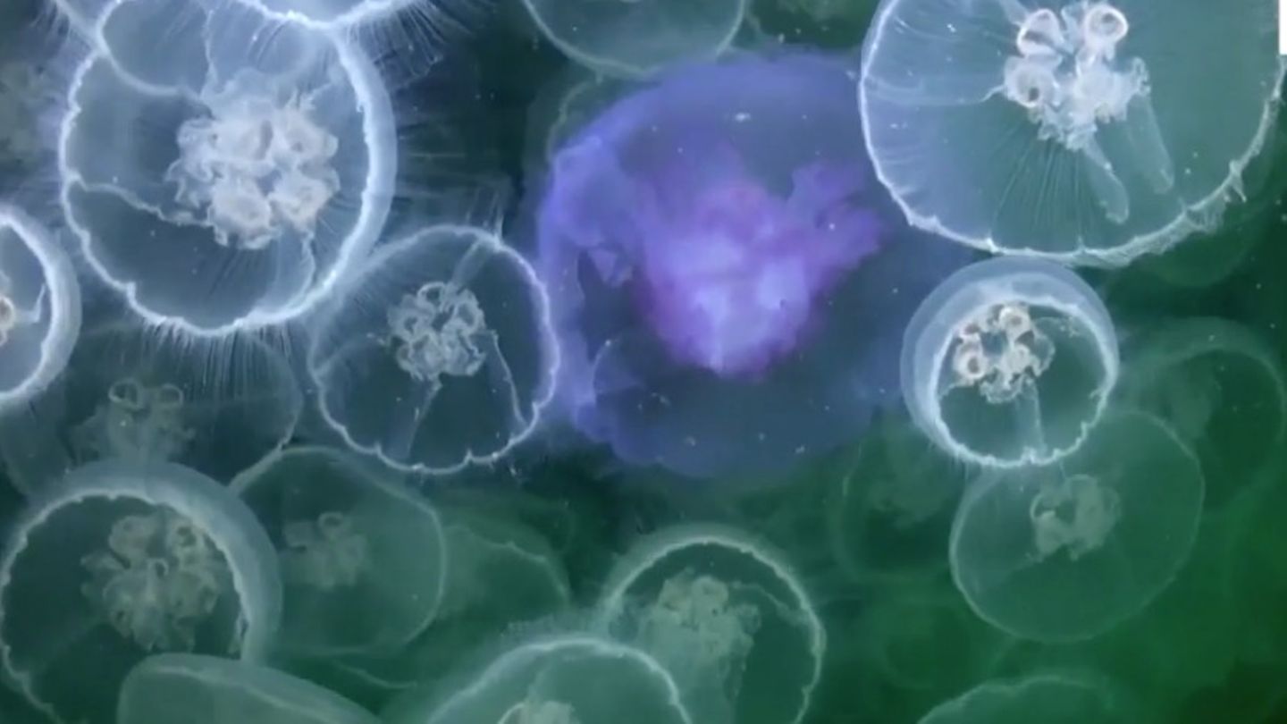 Quallen beim Paarungsakt: Dieses Video erklärt, wie sie sich vermehren ...