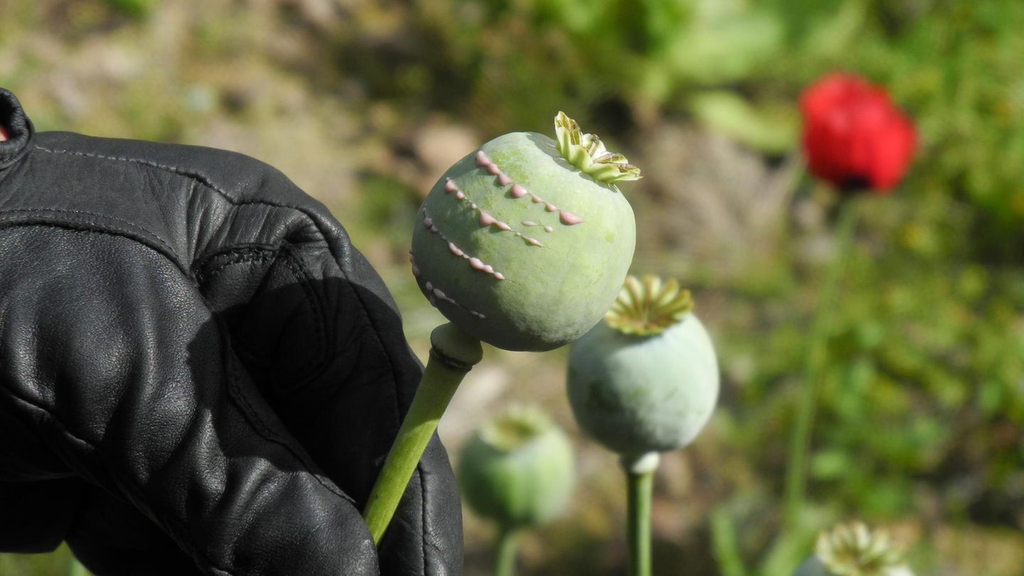 Heroin, Opium: Nationaler Notstand in den USA - Bilder der Krise | STERN.de