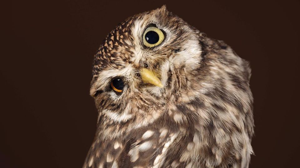 Eule: die Könige der Nacht in spektakulären Aufnahmen | STERN.de