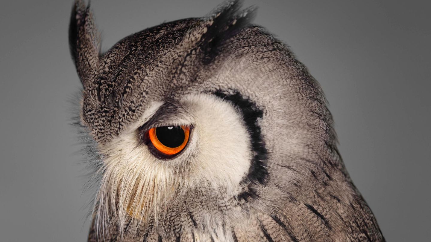 Eule: die Könige der Nacht in spektakulären Aufnahmen | STERN.de