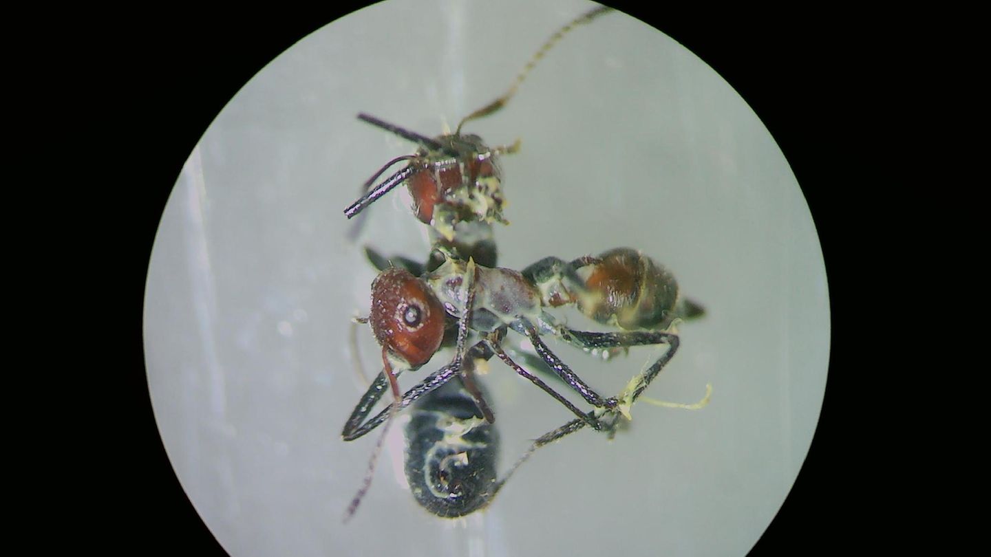 Colobopsis explodens: Diese Kamikaze-Ameise explodiert, um ihr Volk zu ...