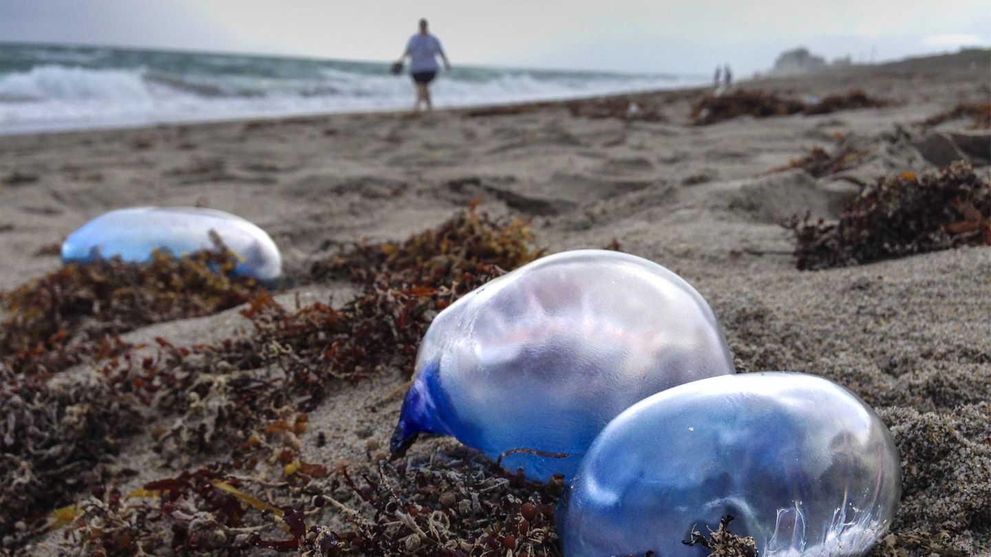 Galeere Im Wasser Taucher.Net Portugiesische Galeere Portuguese