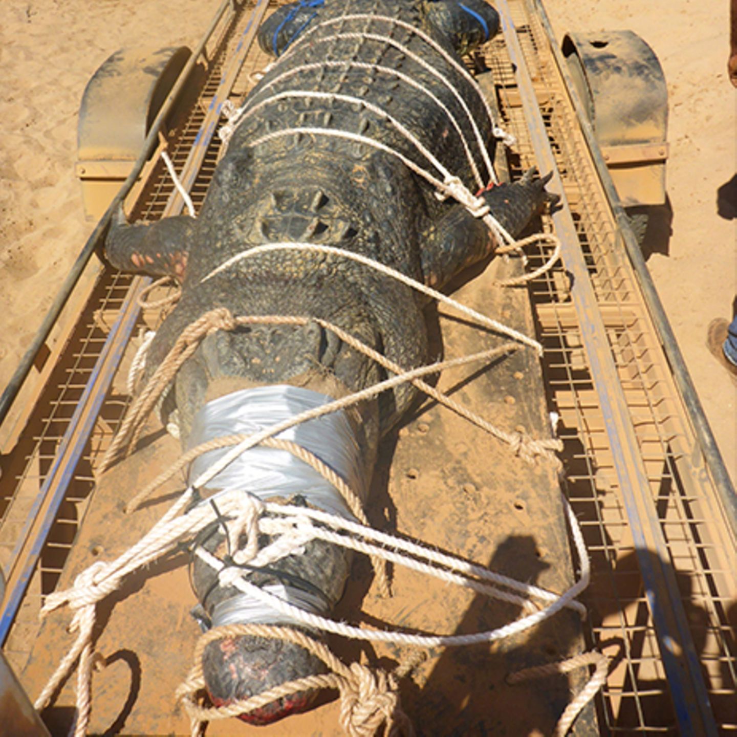 Australsk Gigantisk Krokodille