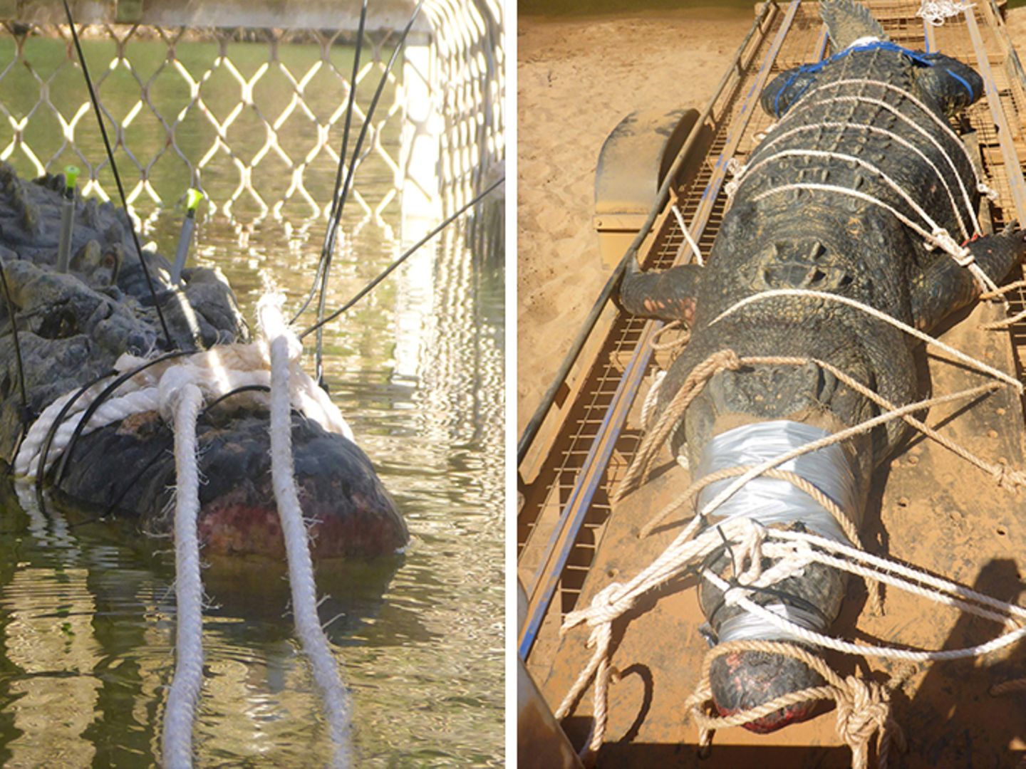 Australsk Gigantisk Krokodille