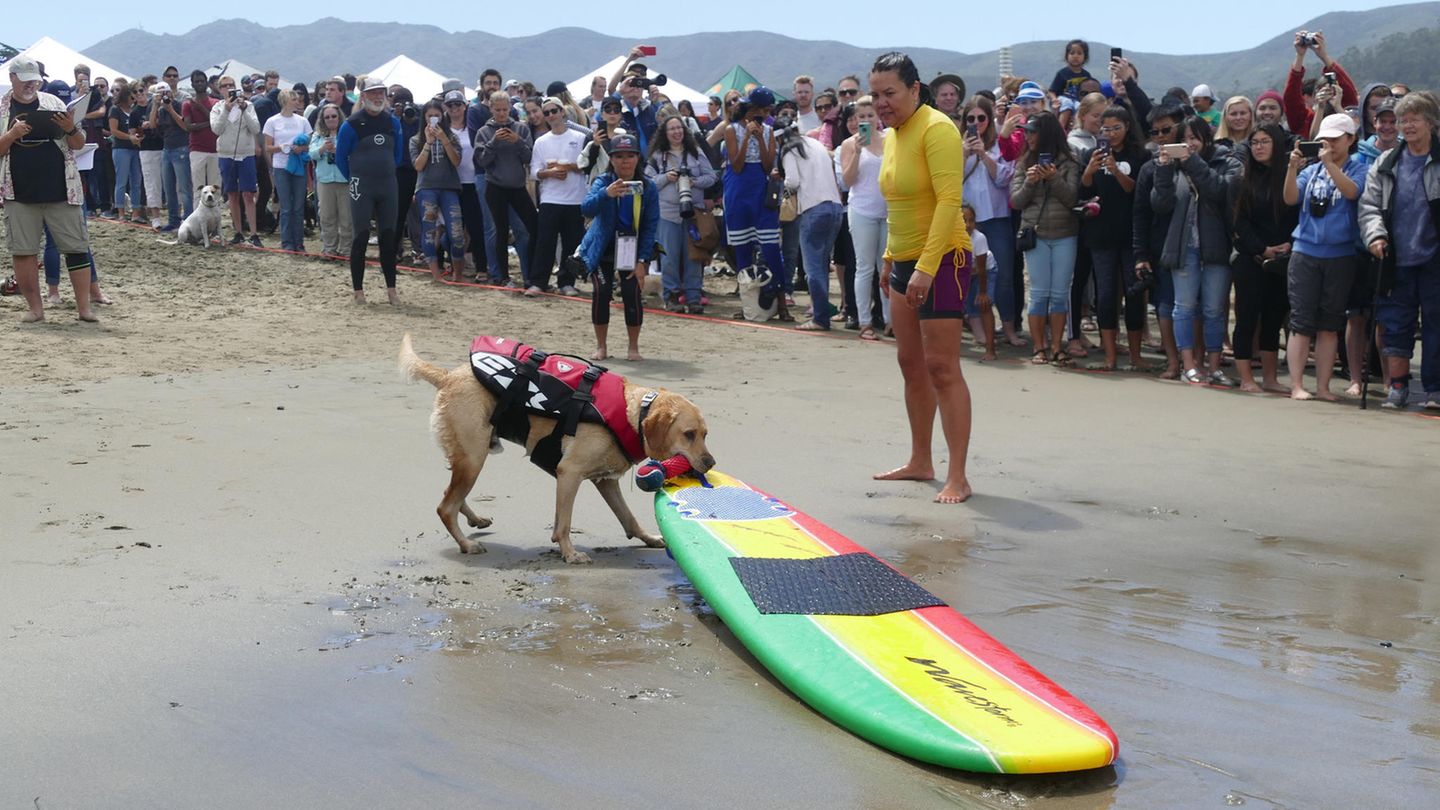 "World Dog Surfing Championships": Hier wird gebellt und gesurft | STERN.de