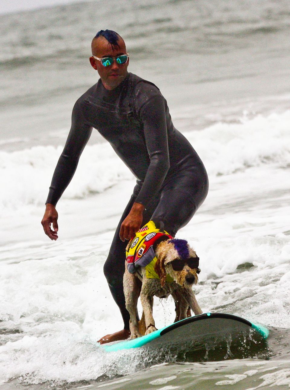 "World Dog Surfing Championships": Hier wird gebellt und gesurft | STERN.de