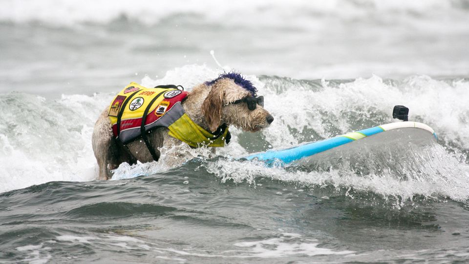 "World Dog Surfing Championships": Hier wird gebellt und gesurft | STERN.de