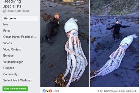 Seltene Sichtung: Taucher filmen lebenden Riesenkraken | STERN.de