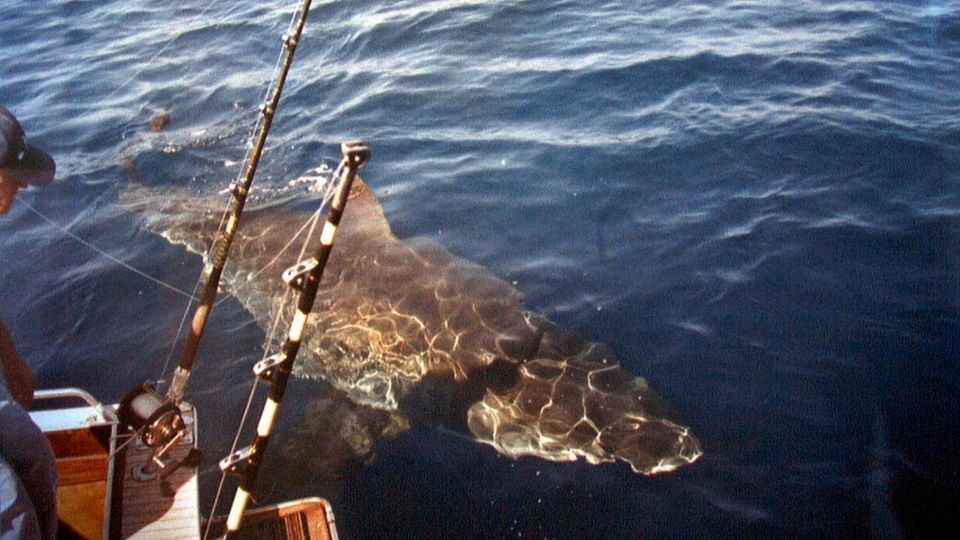 Great Barrier Reef: Angler bekommt Hai an den Haken - und zieht ihn ins ...