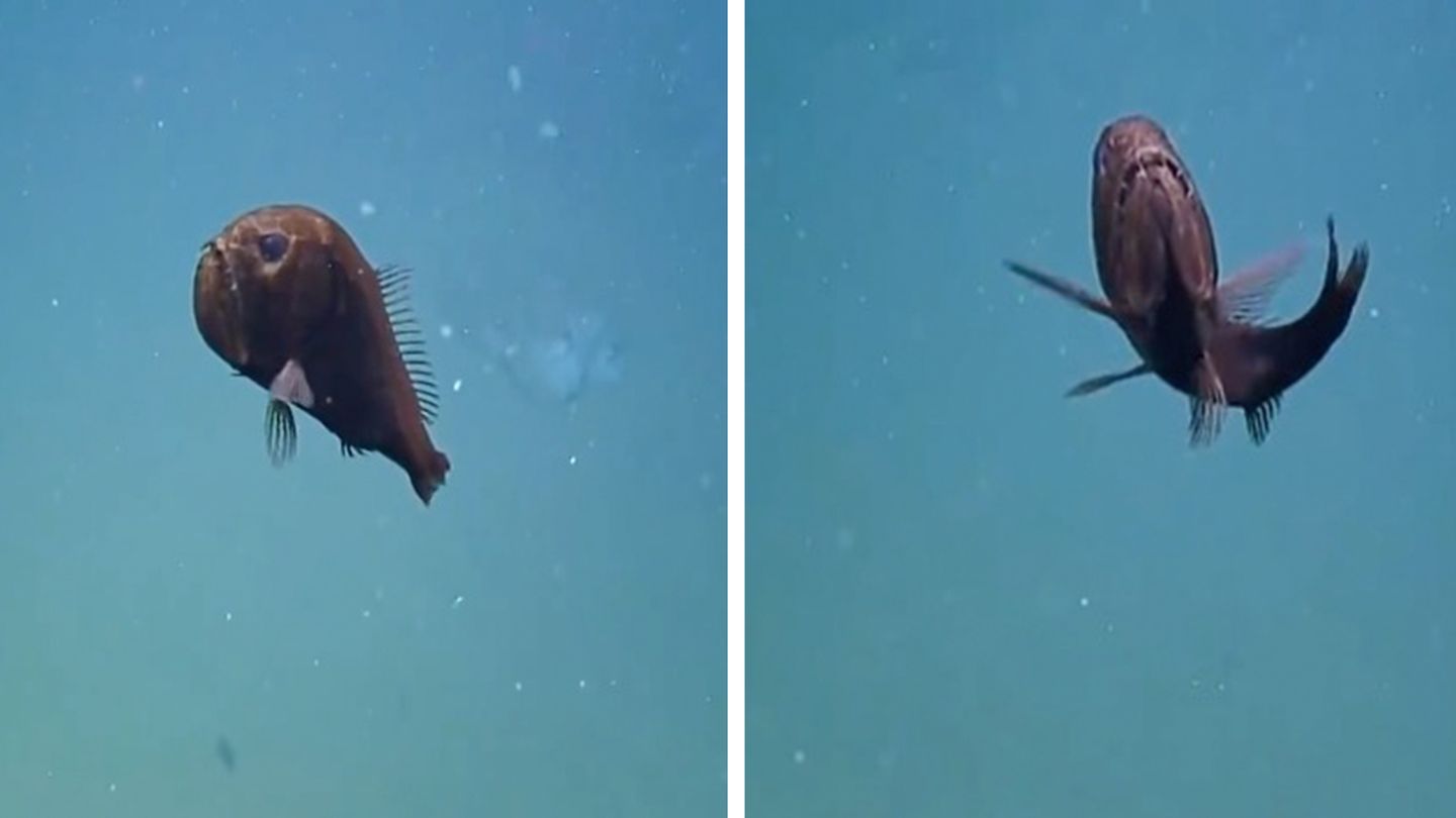 Fangzahnfisch Das Sind Die 7 Gruseligsten Tiefseefische PETBOOK