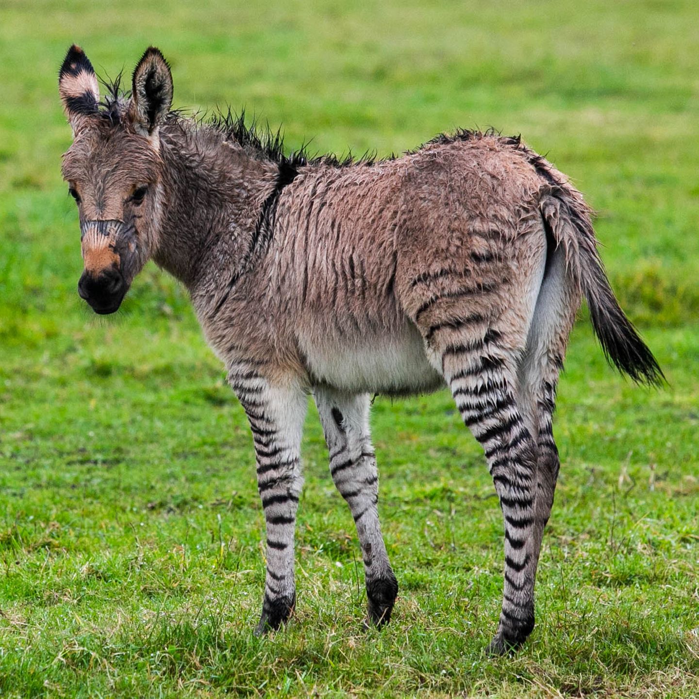 Zebresel Kuriose Tierkreuzungen: Liger, Zesel, Schiege & Co.