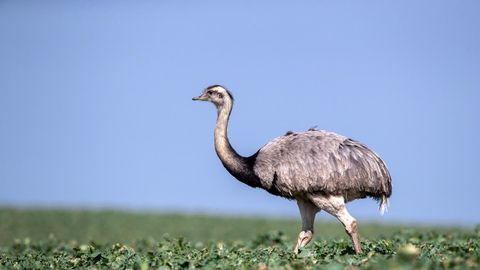 Nandus: in Norddeutschland leben 180 dieser Laufvögel in freier ...