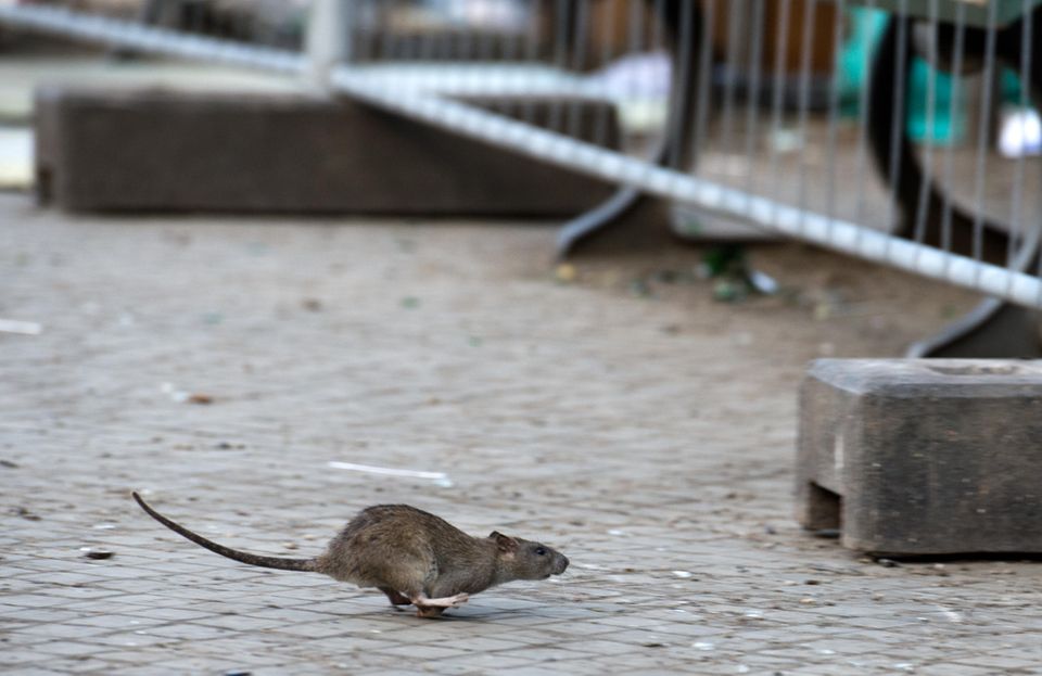 Wie Ratten London im Lockdown erobern - "Kleine Überlebensmaschinen ...