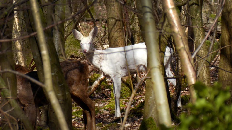 Mönchengladbach: Weißer Rehbock wagt sich aus seinem Winterversteck ...