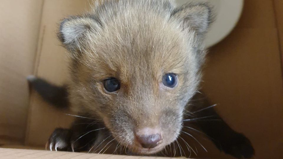 Londoner Feuerwehr rettet Fuchsbaby und tauft es auf den Namen Ian ...