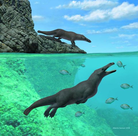 Evolution: Urzeit-Wale hatten vier Beine und sahen aus wie Otter | STERN.de