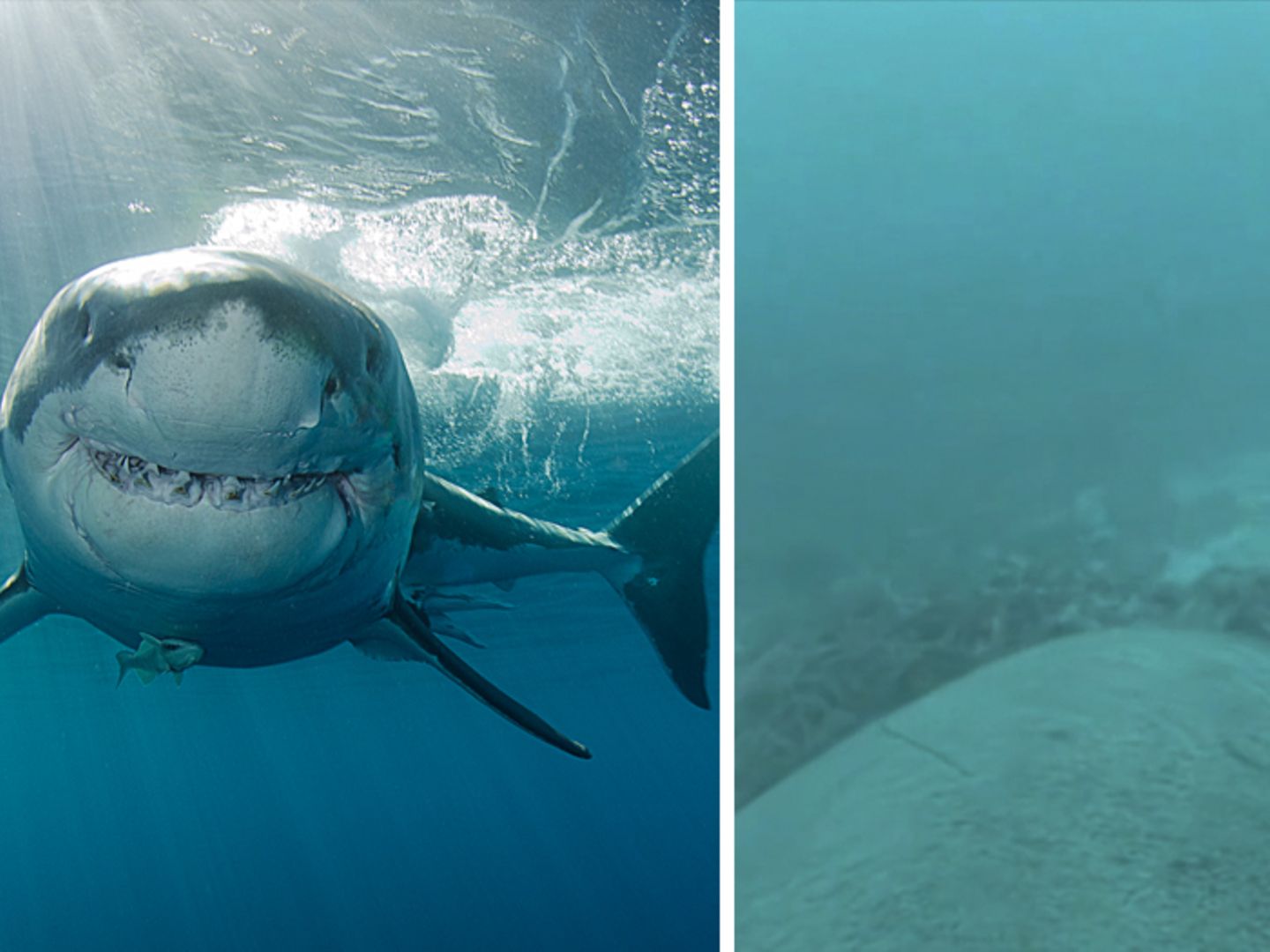 Augen Des Weißen Hais