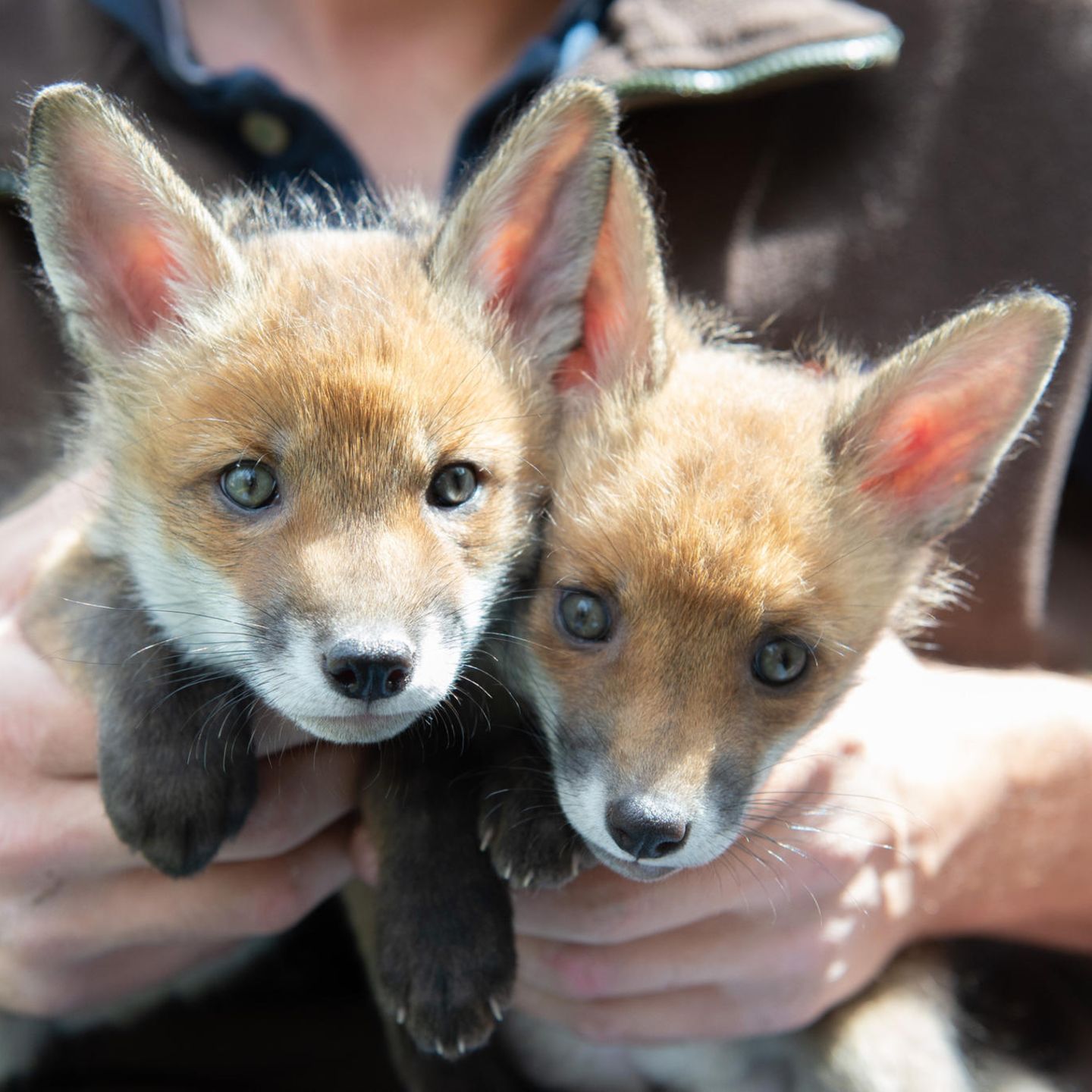 Baby Verfolgt Den Fuchs Zen Fuchs Baby Von Roeselien Raimond Auf