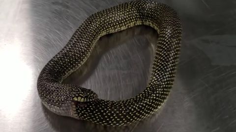 Ringelnatter im Garten: Giftig oder harmlos – die wichtigsten Infos ...