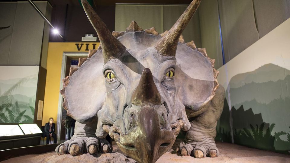 Biologie-Student findet 65 Millionen Jahre alten Triceratops-Schädel ...