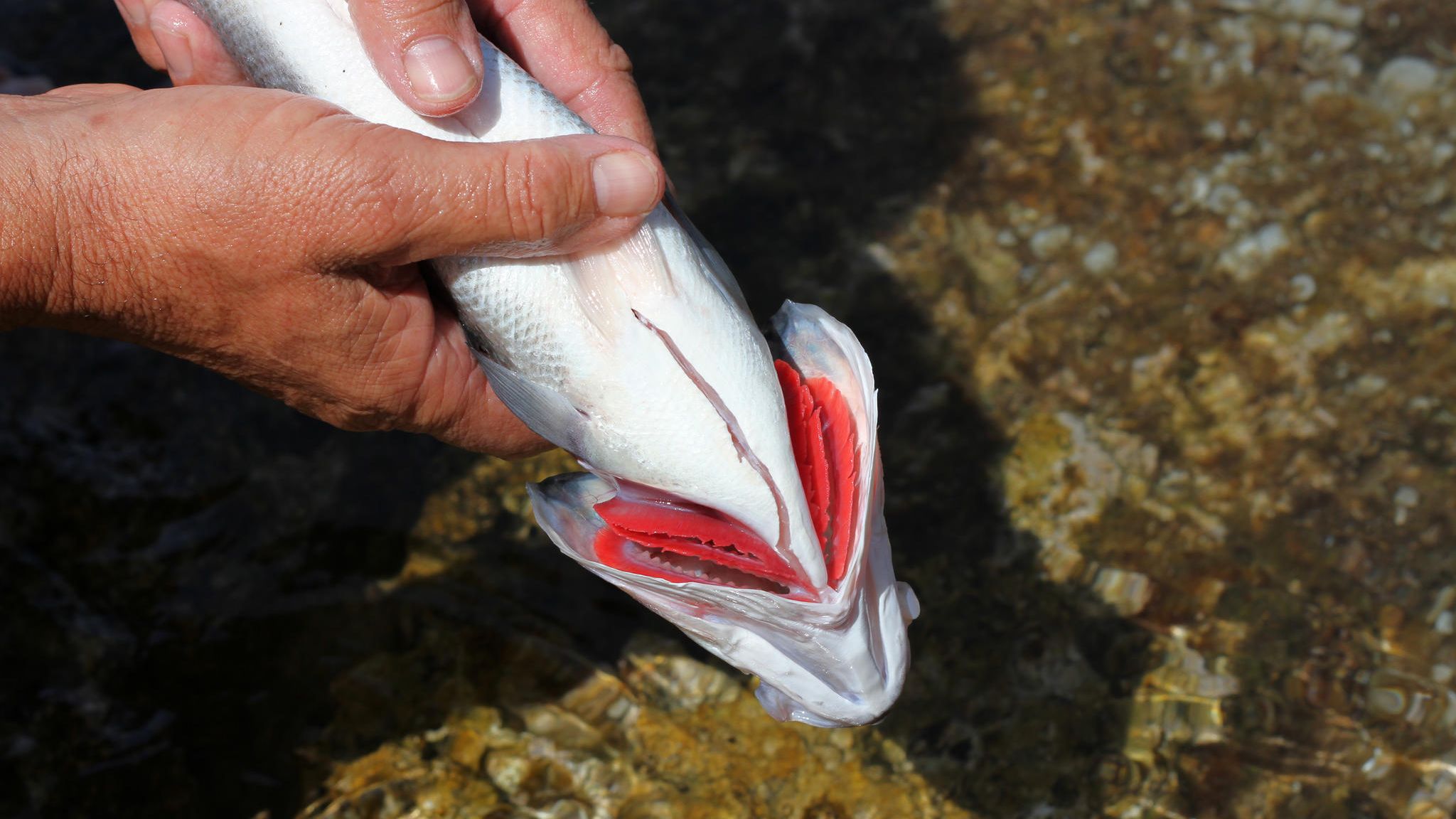 Fisch: Daran erkennen Sie frische und gute Qualität | STERN.de