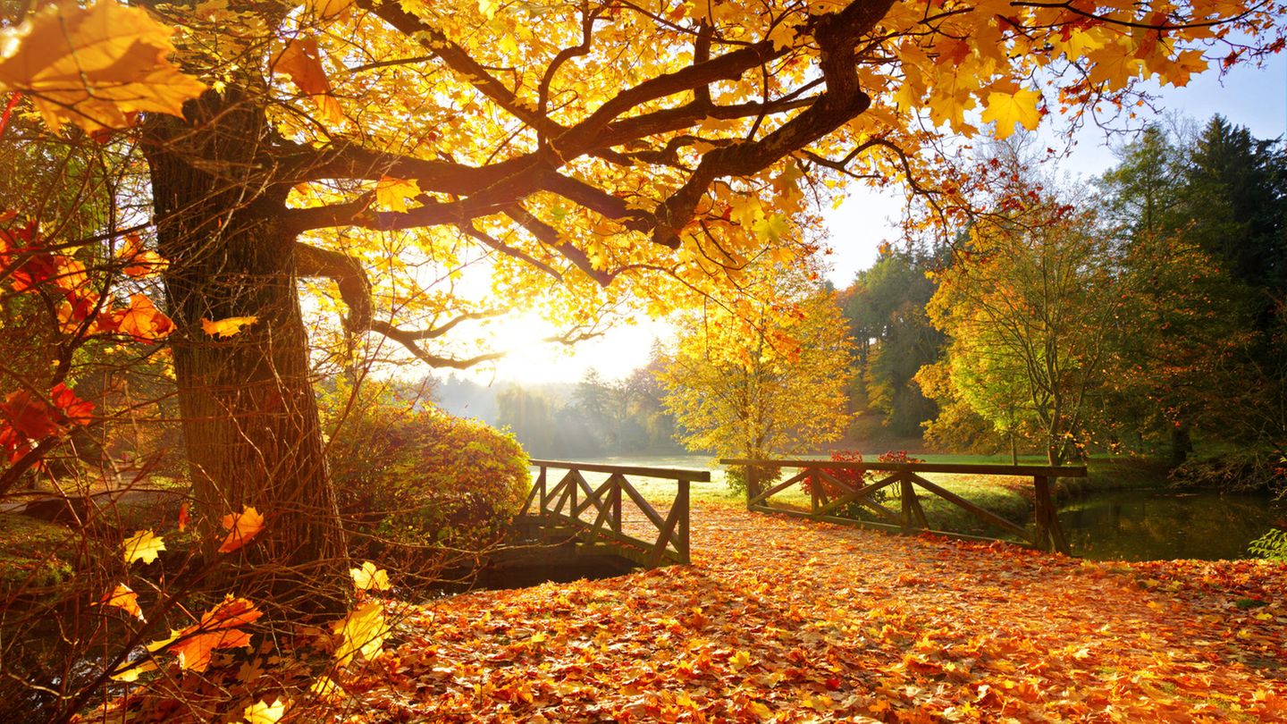 Der Herbst und seine schönen Seiten: Bunte Blätter und warmer Kako ...