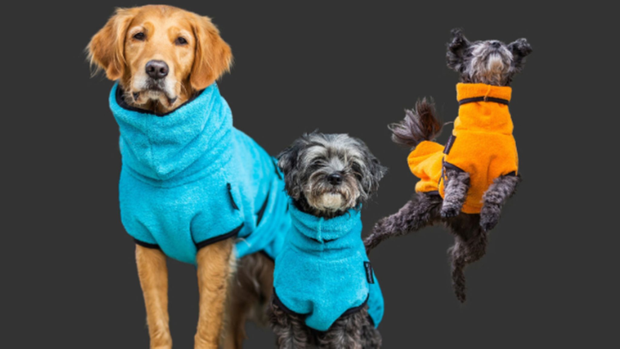 DOGS Gewinnspiel | STERN.de