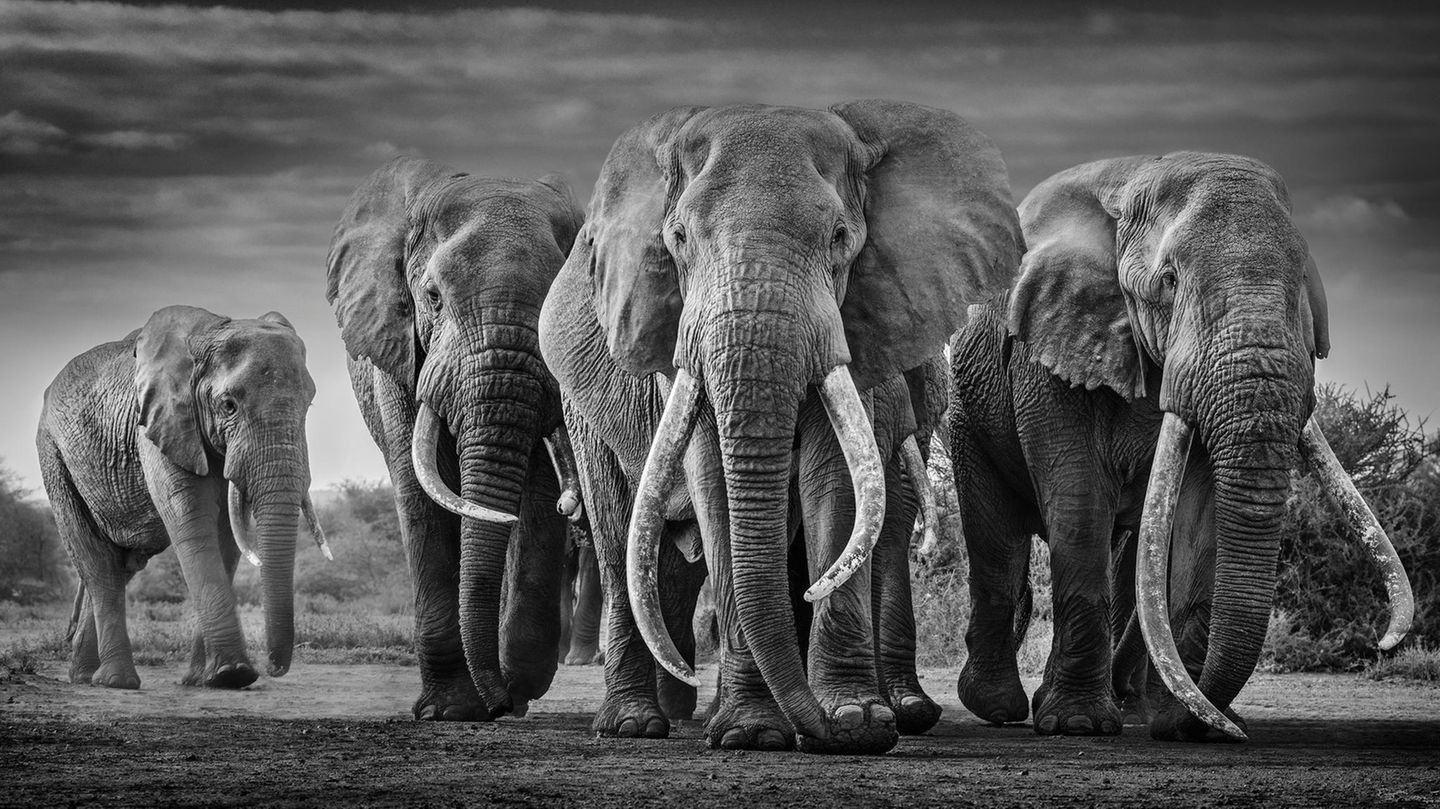 David Yarrow: Seltene Tierbilder des Fotografen in Hamburg | STERN.de