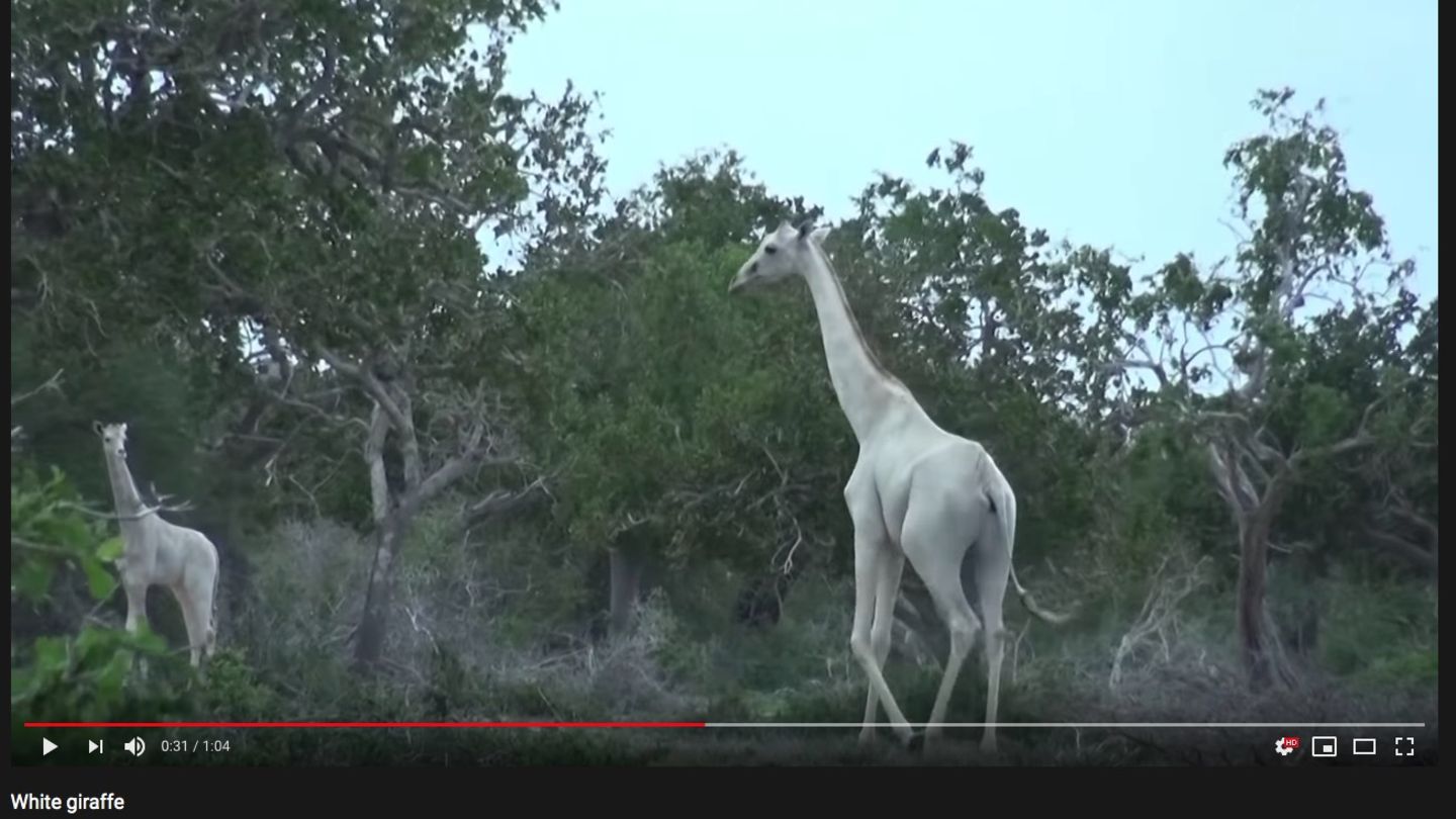 Kenia: Seltene weiße Giraffen getötet: Waren es Wilderer? | STERN.de
