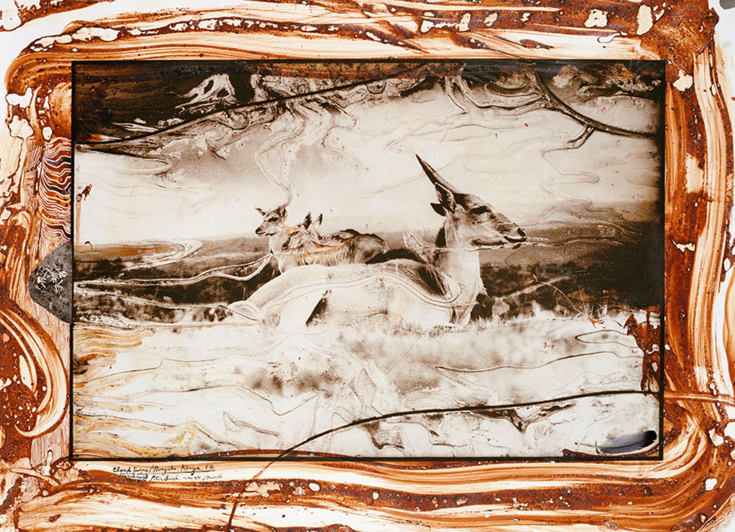 Fotograf Peter Beard gestorben: Die Liebe seines Lebens war der ...