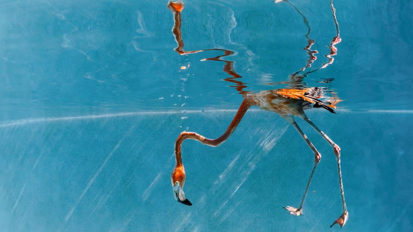 Vom Pechvogel zum Star – das neue Leben des Flamingos Bob | STERN.de