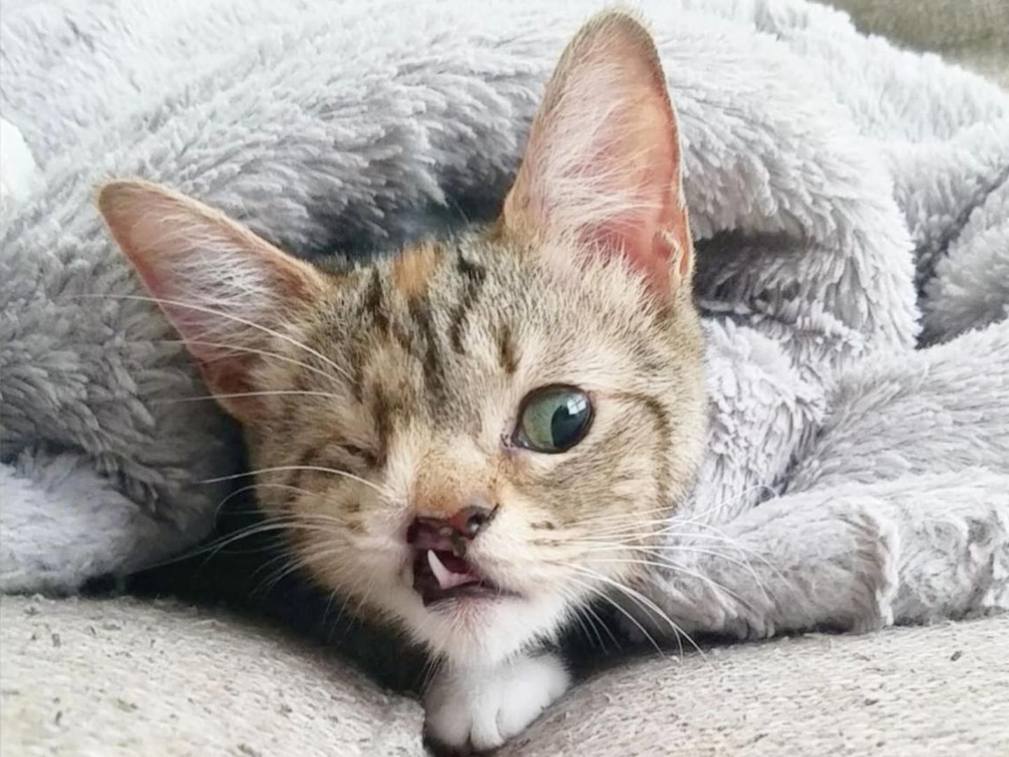 Katze Mit Down Syndrom Haustier Tier; Down Syndrom Kätzchen Katze