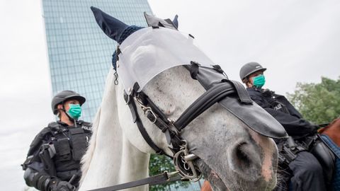 Reiterstaffel der Polizei Hamburg sucht Pferde: Tierschützer besorgt ...