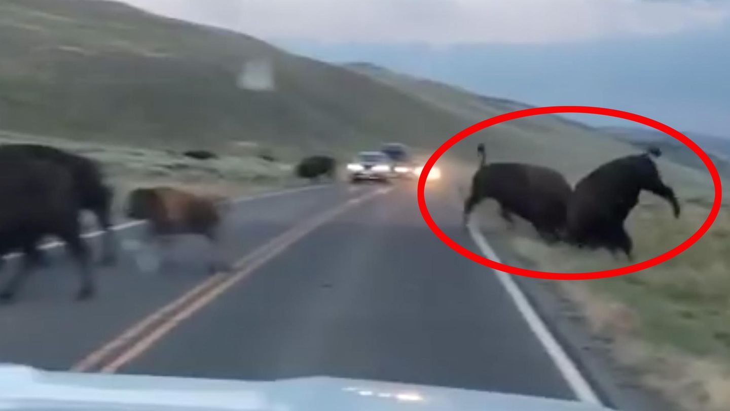 Yellowstone Nationalpark: Video zeigt die Gewalt einer Bison-Attacke ...
