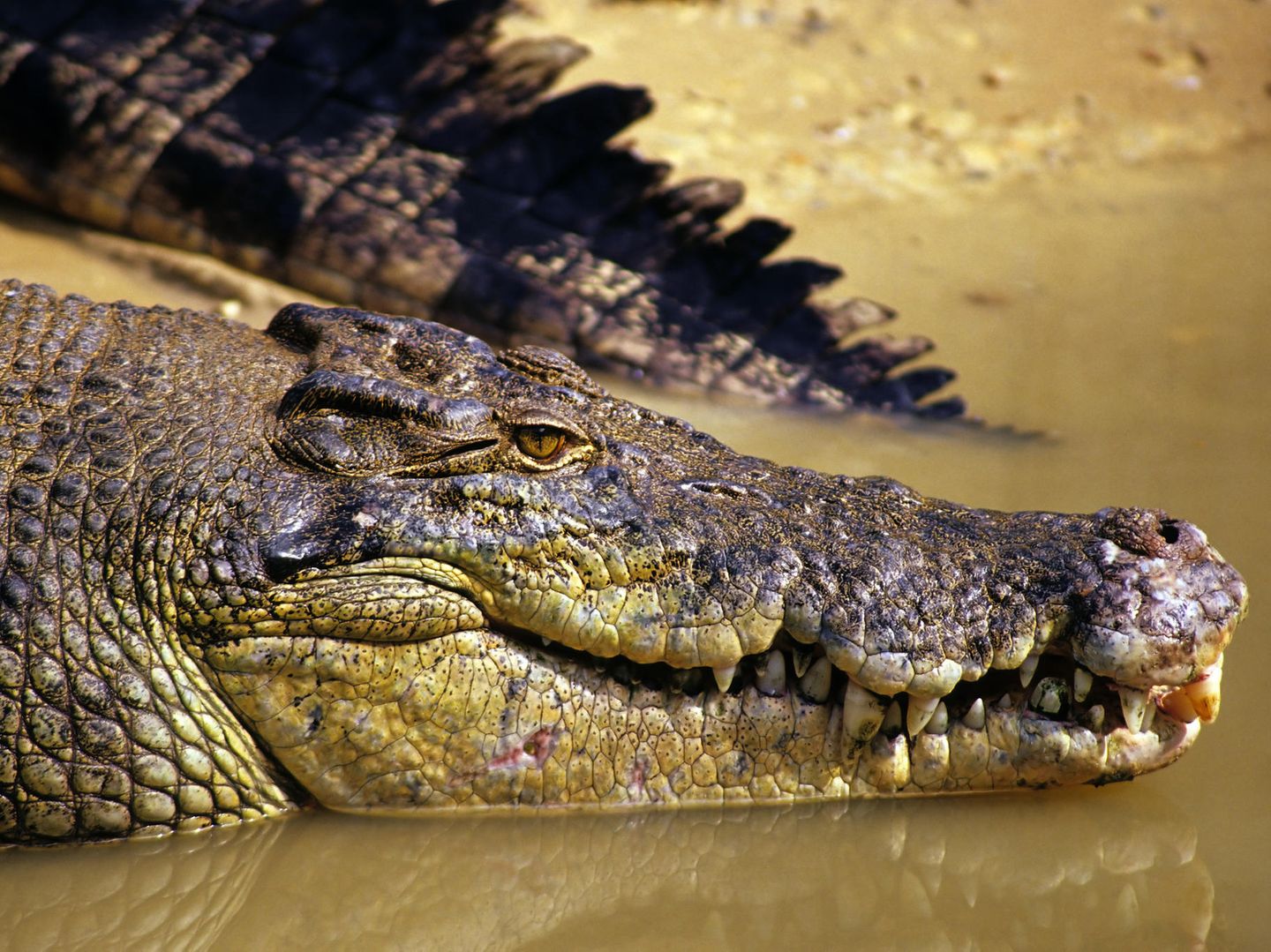 Australsk Gigantisk Krokodille