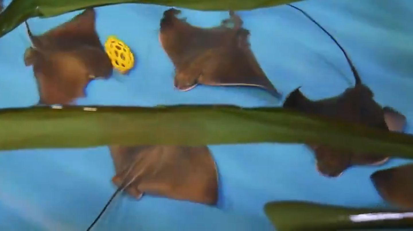 Tier-Video: Rochen trainieren mit Ball in US-Aquarium | STERN.de