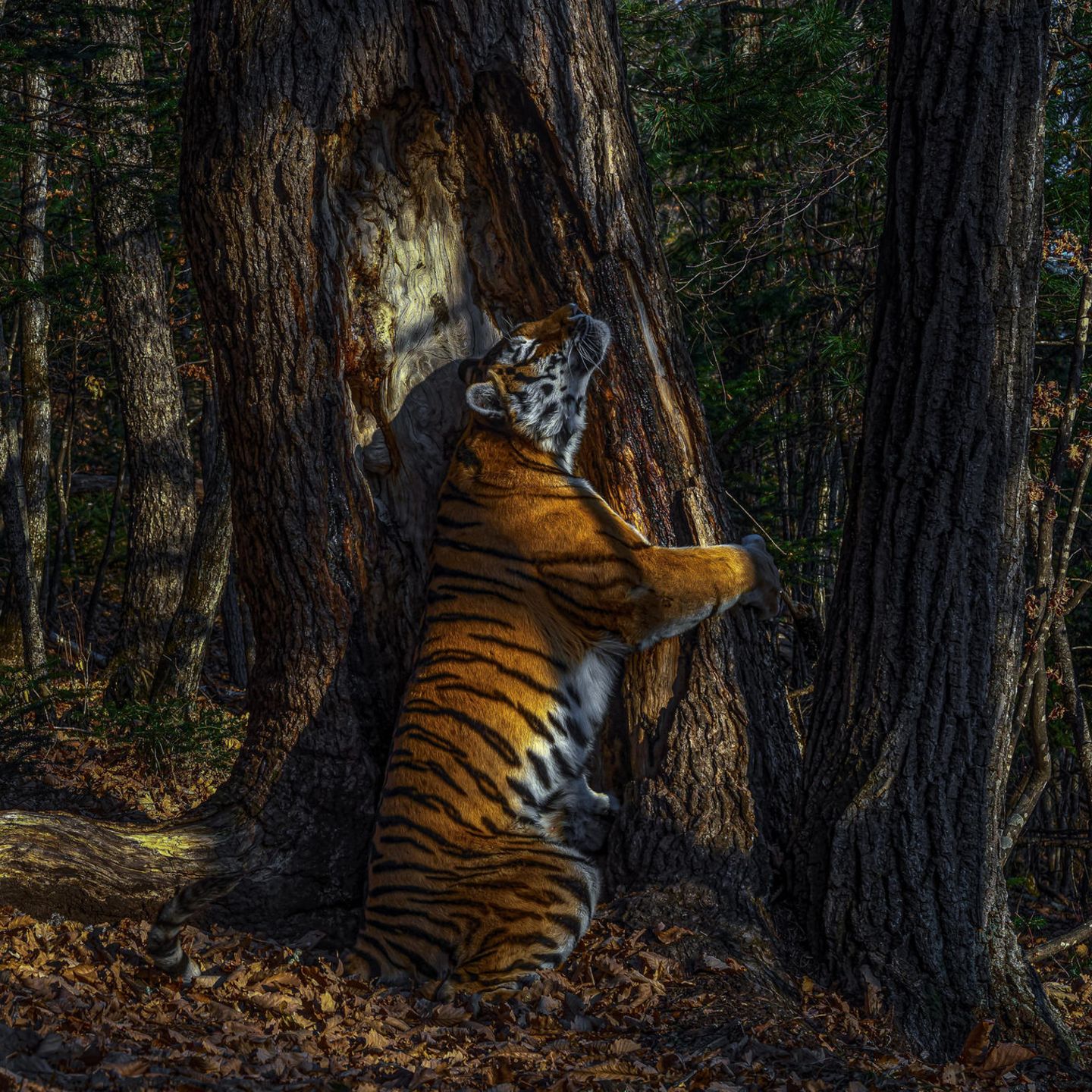 Tiger Umarmen Menschen