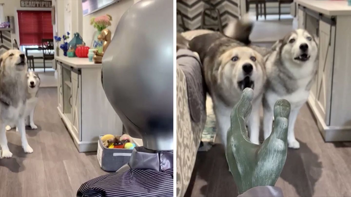 Halloween: Hunde flippen wegen gruseligem Alien aus | STERN.de