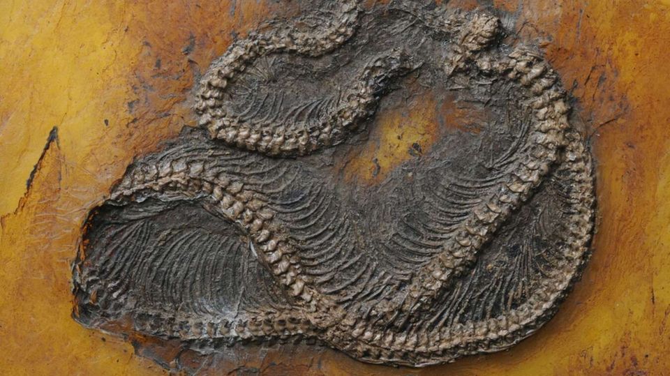 Diese Pythons sind 47 Millionen Jahre alt – älteste bekannten Fossilien ...